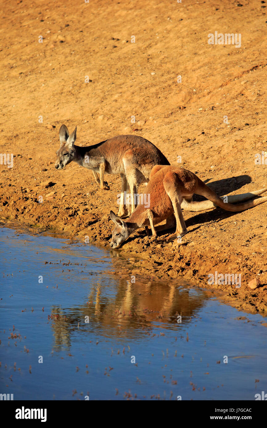 Kangaroo Mutualistic Relationship – CREM