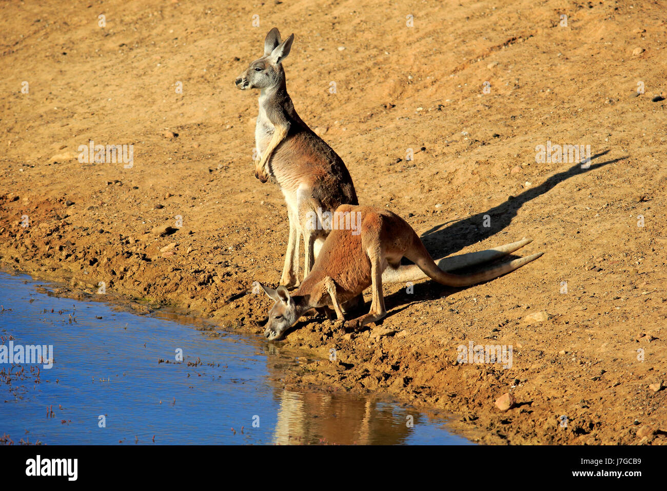 Kangaroo Drunk