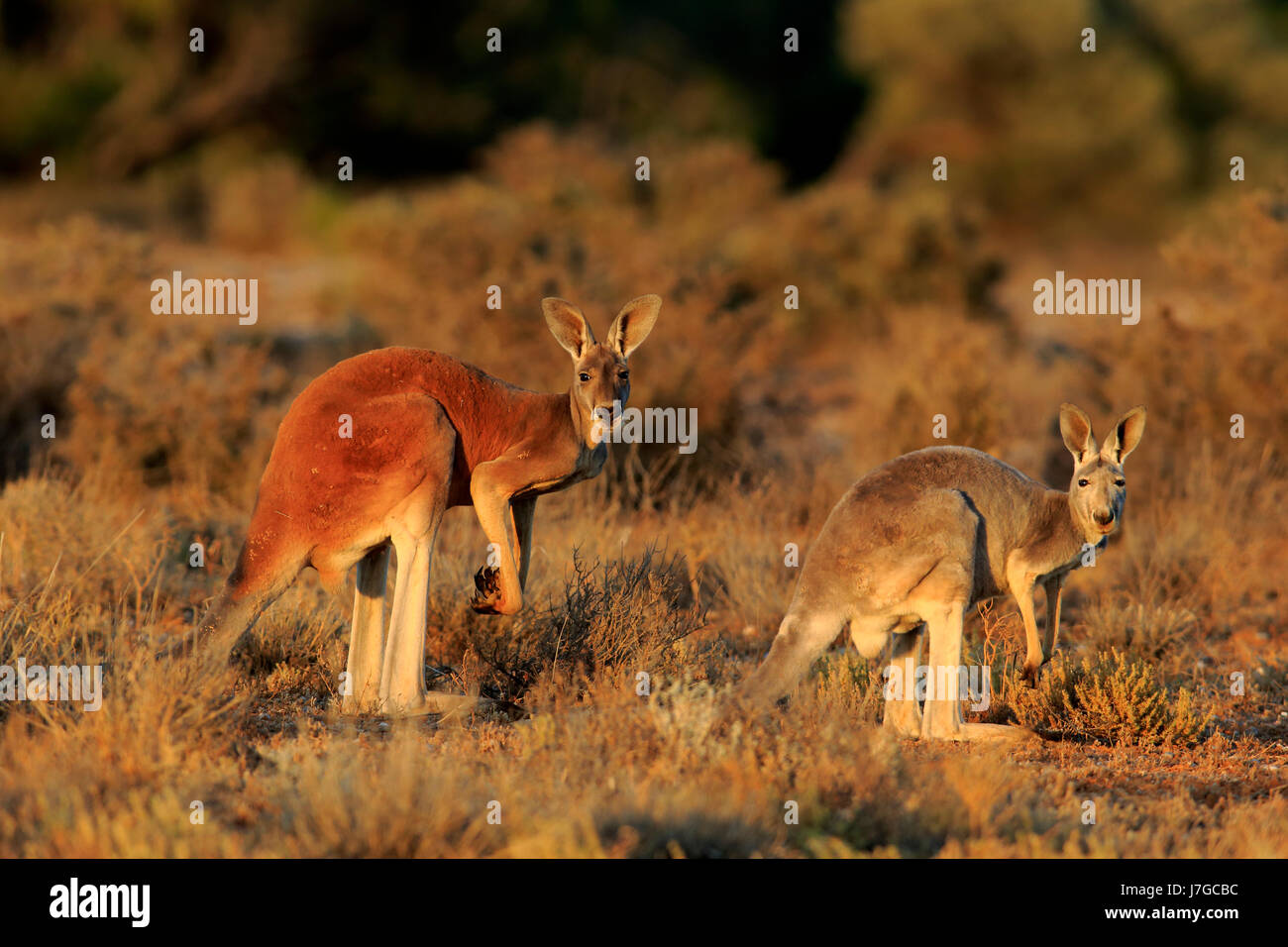 Red kangaroos (Macropus rufus), animal pair watchful, Sturt National ...