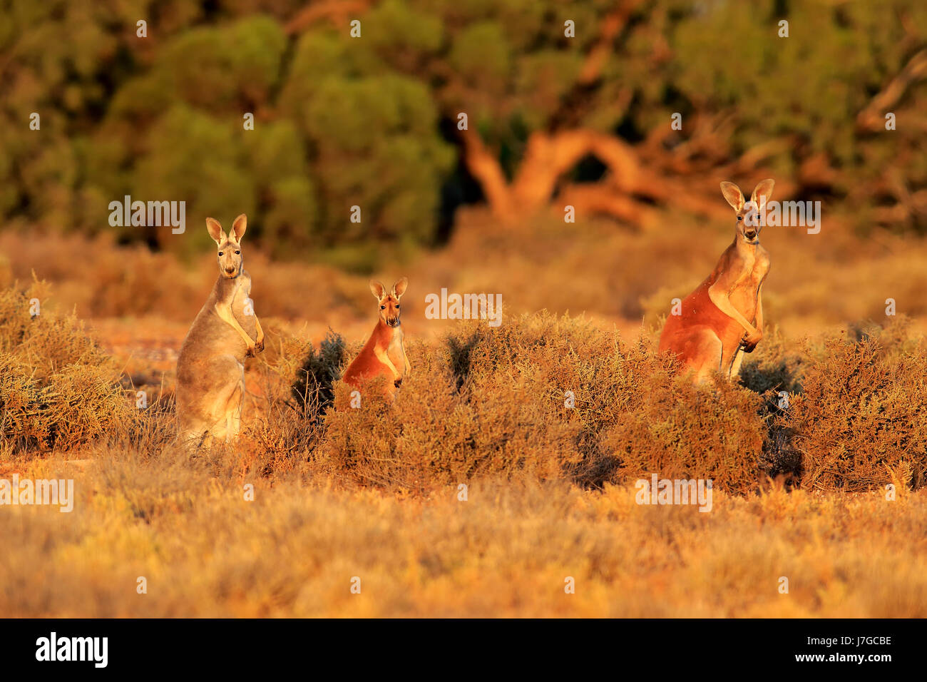 Red kangaroos (Macropus rufus), animal family watchful, Sturt National ...