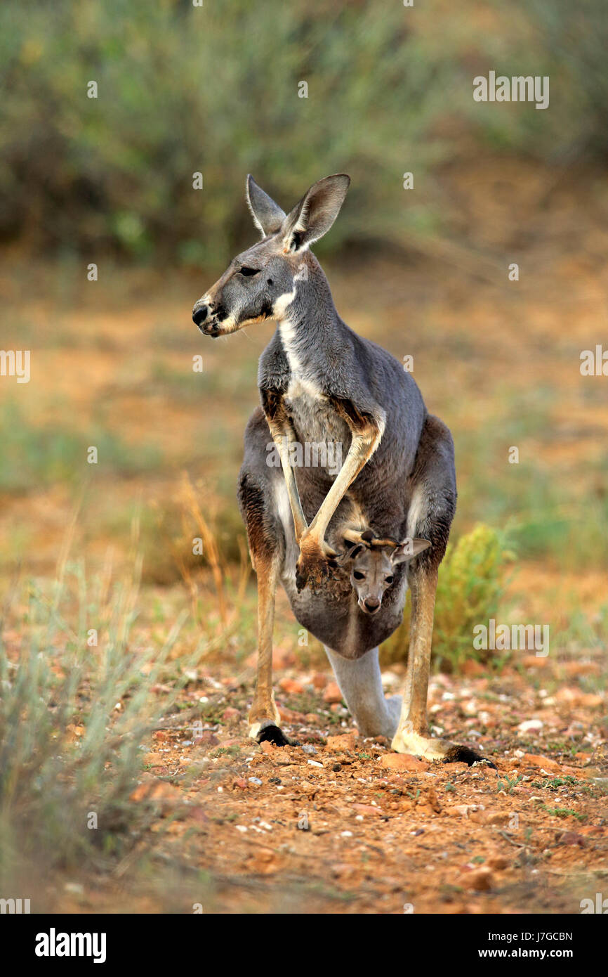Female australian red kangaroo macropus hi-res stock photography and ...