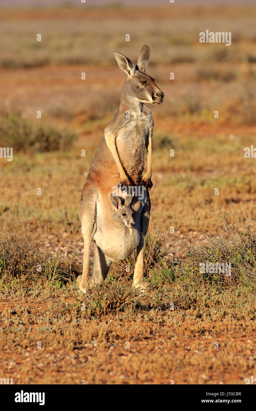 Red kangaroo (Macropus rufus), female with young animal, young animal ...