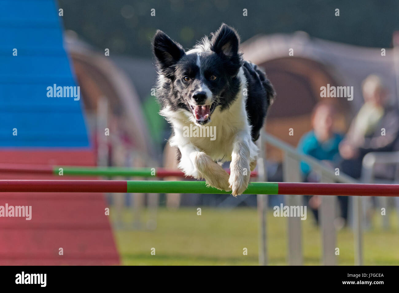 Border Collie jumping over bar at Agility Tournament, Germany Stock ...