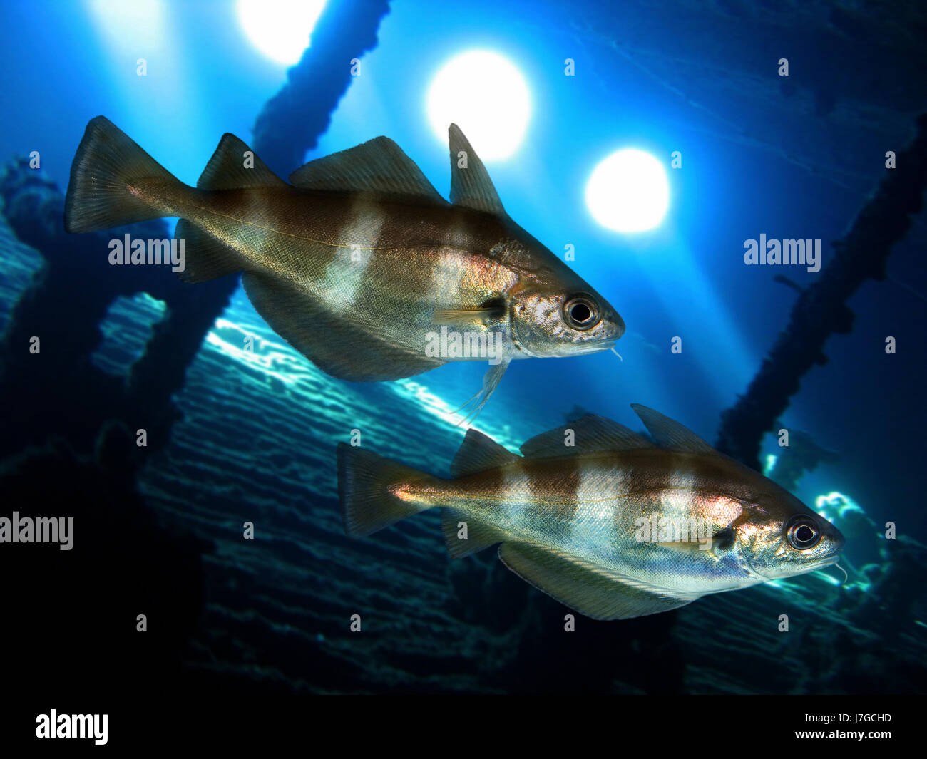 Pout Fish Stock Photos & Pout Fish Stock Images - Alamy