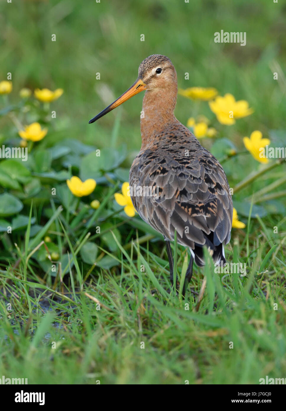 Black-tailed godwit (Limosa limosa) in wet meadow, Lake Dümmer See ...