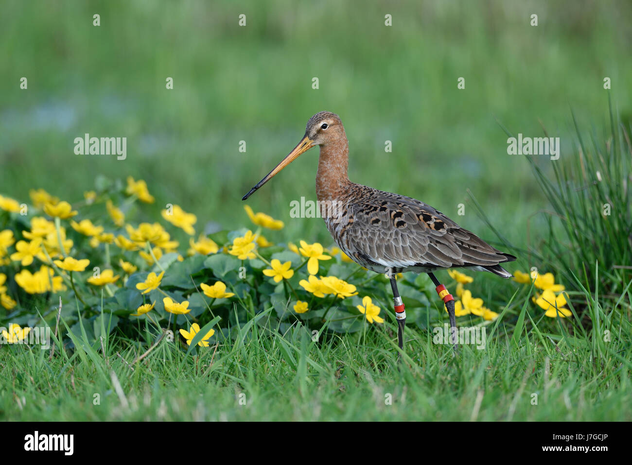 Black-tailed godwit (Limestone limosa) in meadow with marsh marigold ...
