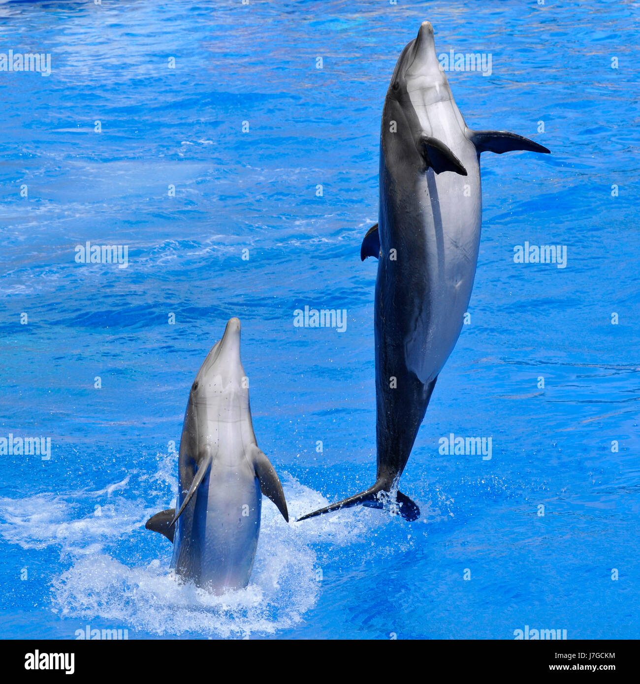 mammal spring bouncing bounces hop skipping frisks jumping jump dolphin ...