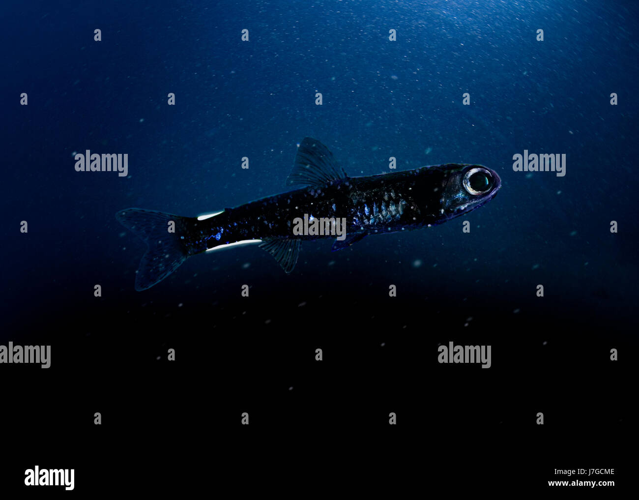 Bioluminescent Deep Sea Fish High Resolution Stock Photography and ...