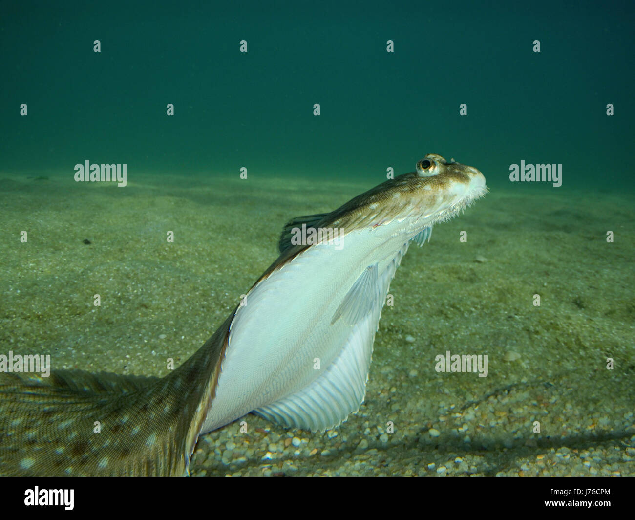 Senegalese Sole Stock Photos & Senegalese Sole Stock Images - Alamy