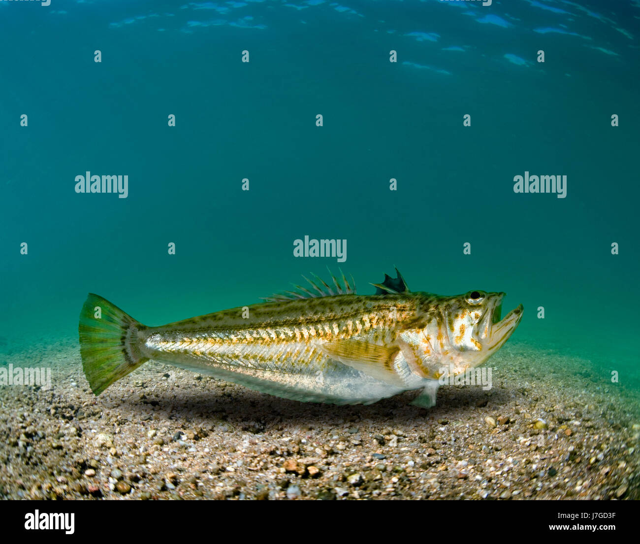Lesser Weever Stock Photos & Lesser Weever Stock Images - Alamy