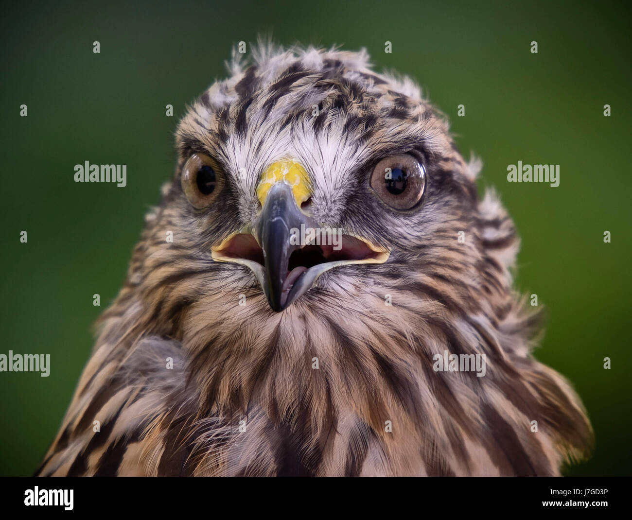 bird hunter eye organ hunt aviary hawk nature bird wild hunter portrait ...