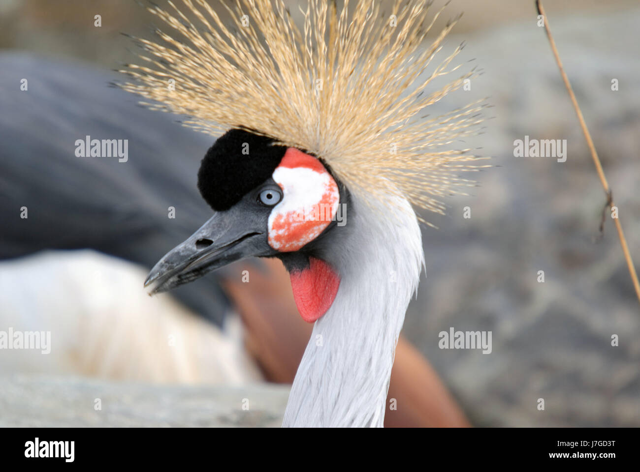 bird sassy obtrusive brash bold disrespectful naughty rude unabashed ...