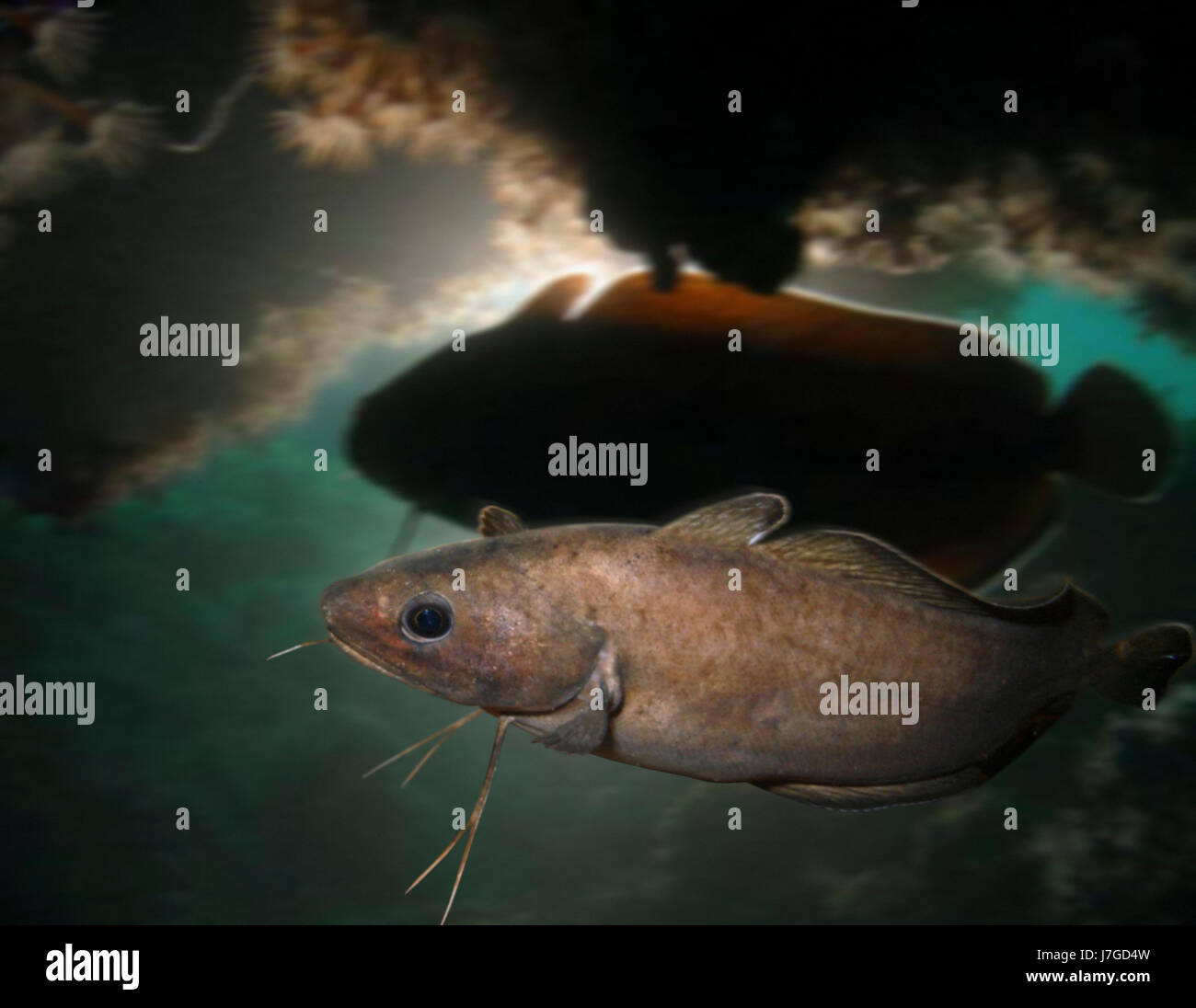 Forkbeard Fish High Resolution Stock Photography and Images - Alamy