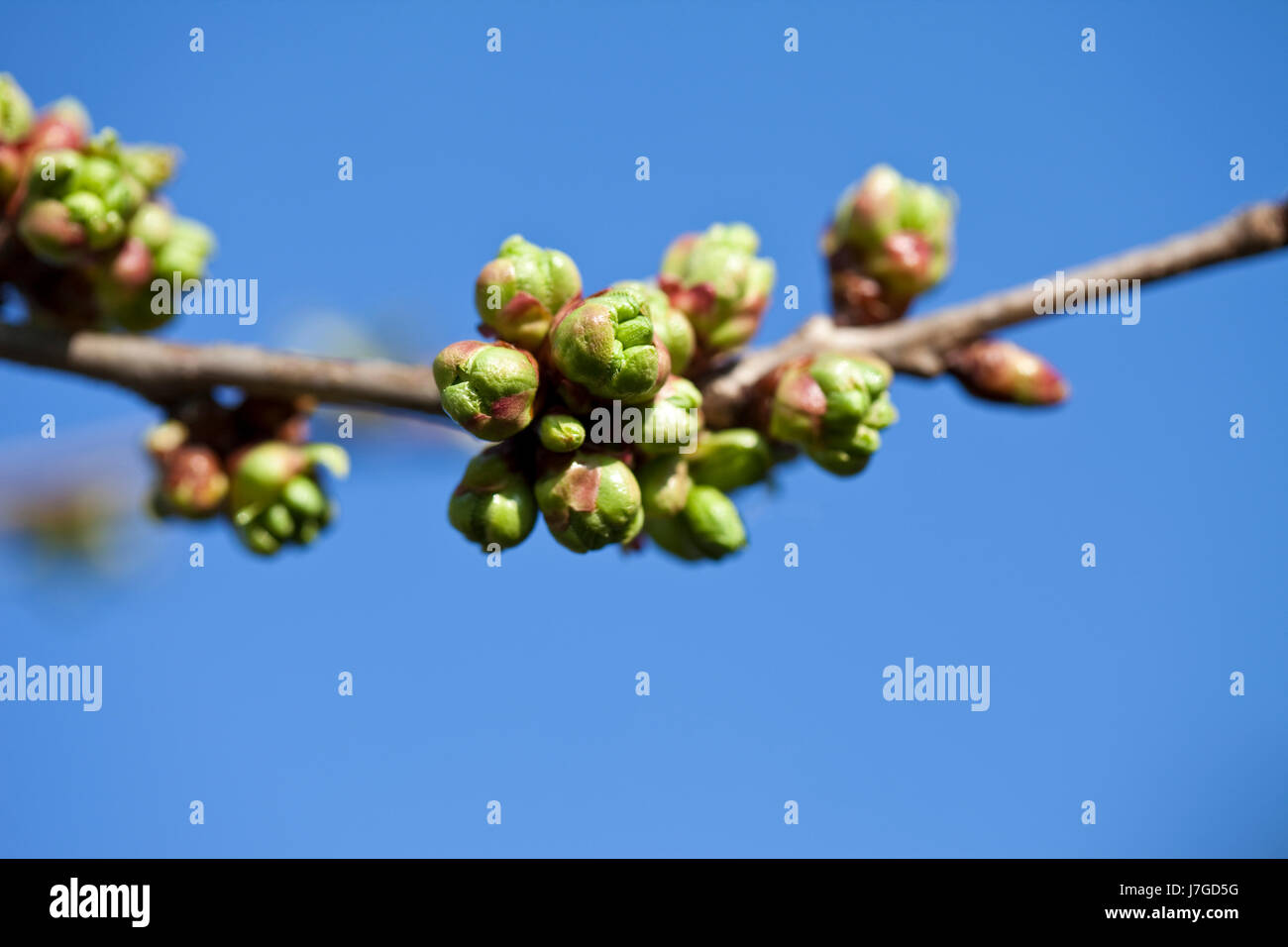 beginning of spring Stock Photo - Alamy