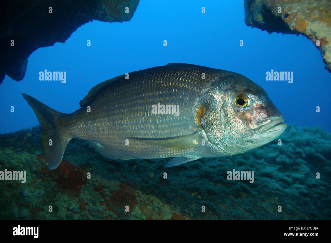 Pagrus Stock Photos & Pagrus Stock Images - Alamy