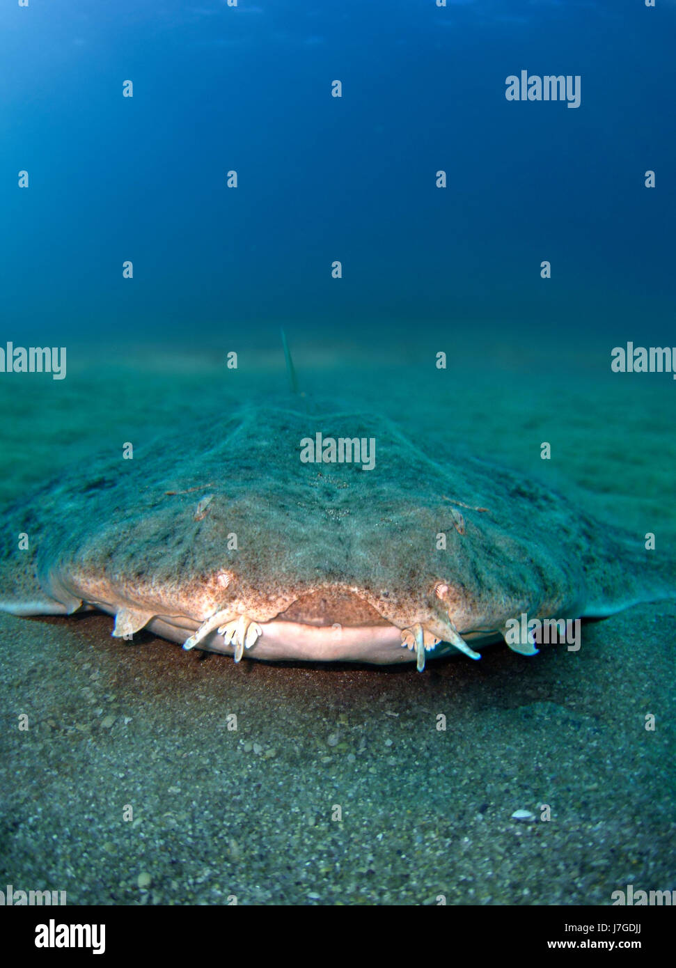 Angelshark Squatina Squatina High Resolution Stock Photography and ...