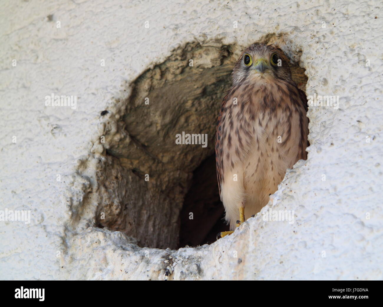 falcon feathers facade young animal kestrel den fledged bird hunter ...