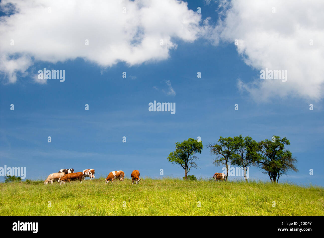 tree trees field summer summerly thuringia cows cattle meadow scenery ...
