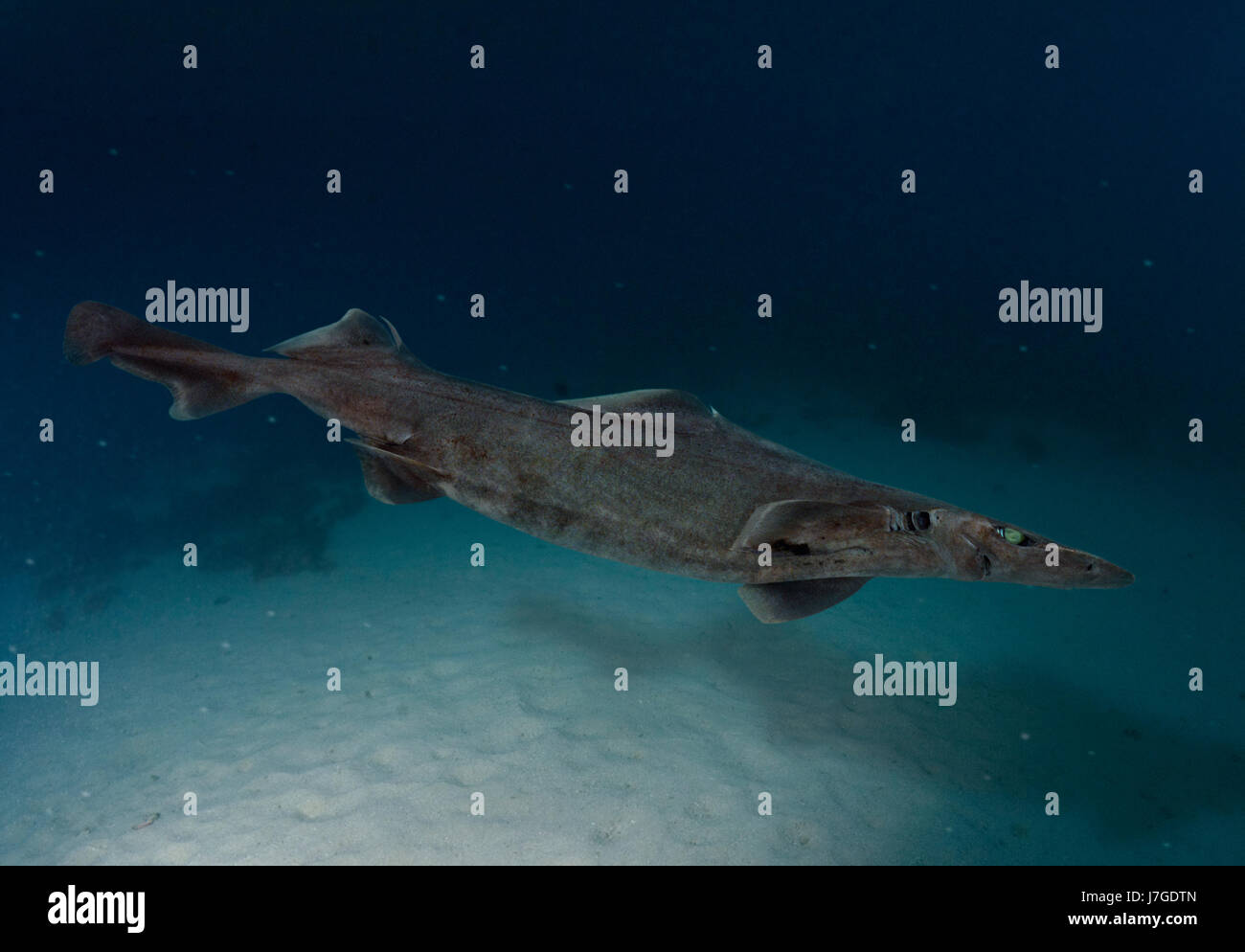 Gulper Shark High Resolution Stock Photography and Images - Alamy