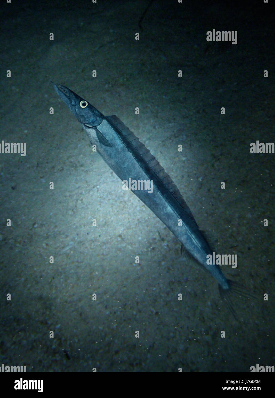 The Black Scabbardfish Stock Photos & The Black Scabbardfish Stock ...