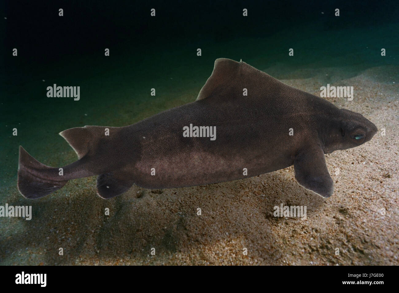 Gulper Shark High Resolution Stock Photography and Images - Alamy