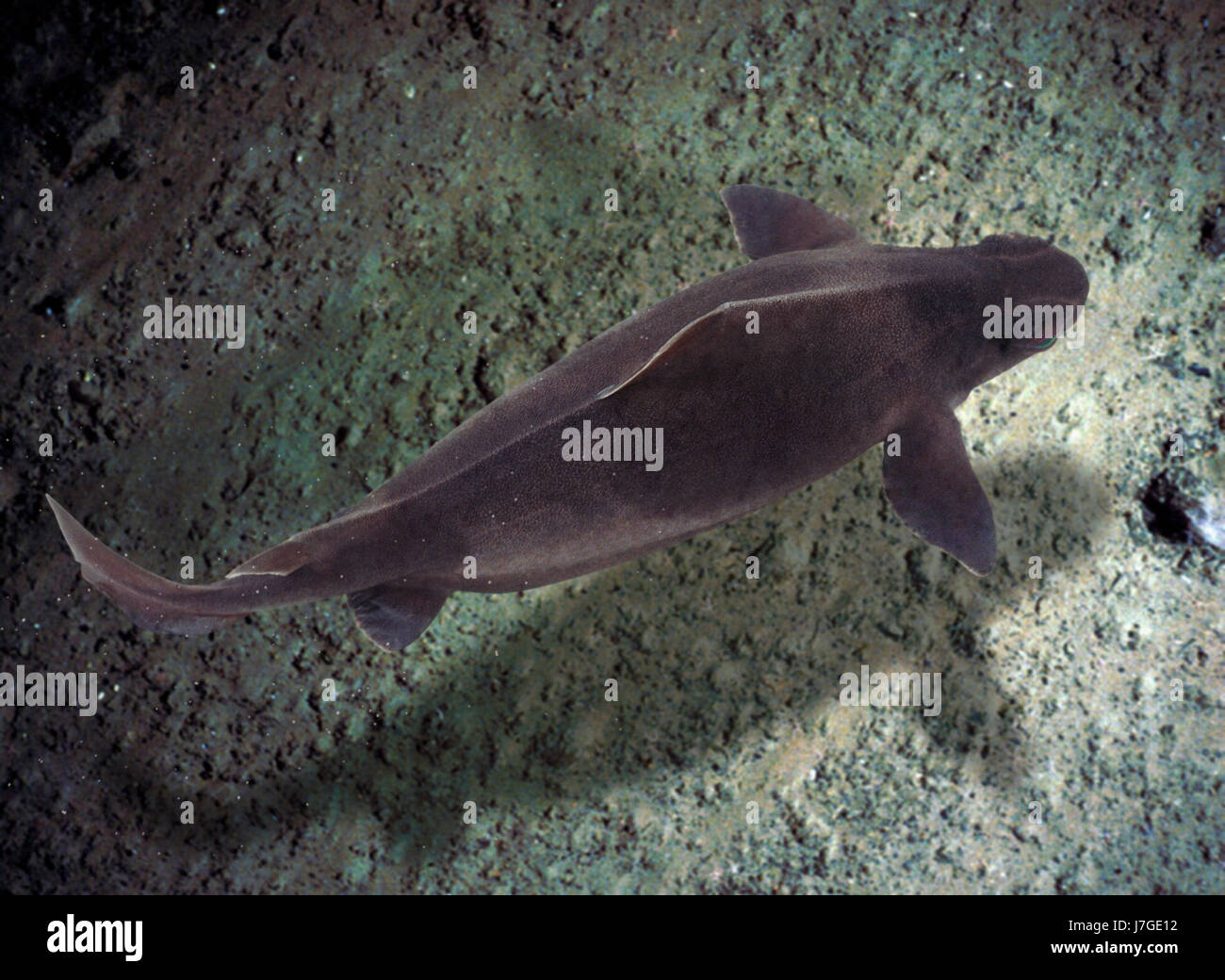 Gulper Shark High Resolution Stock Photography and Images - Alamy