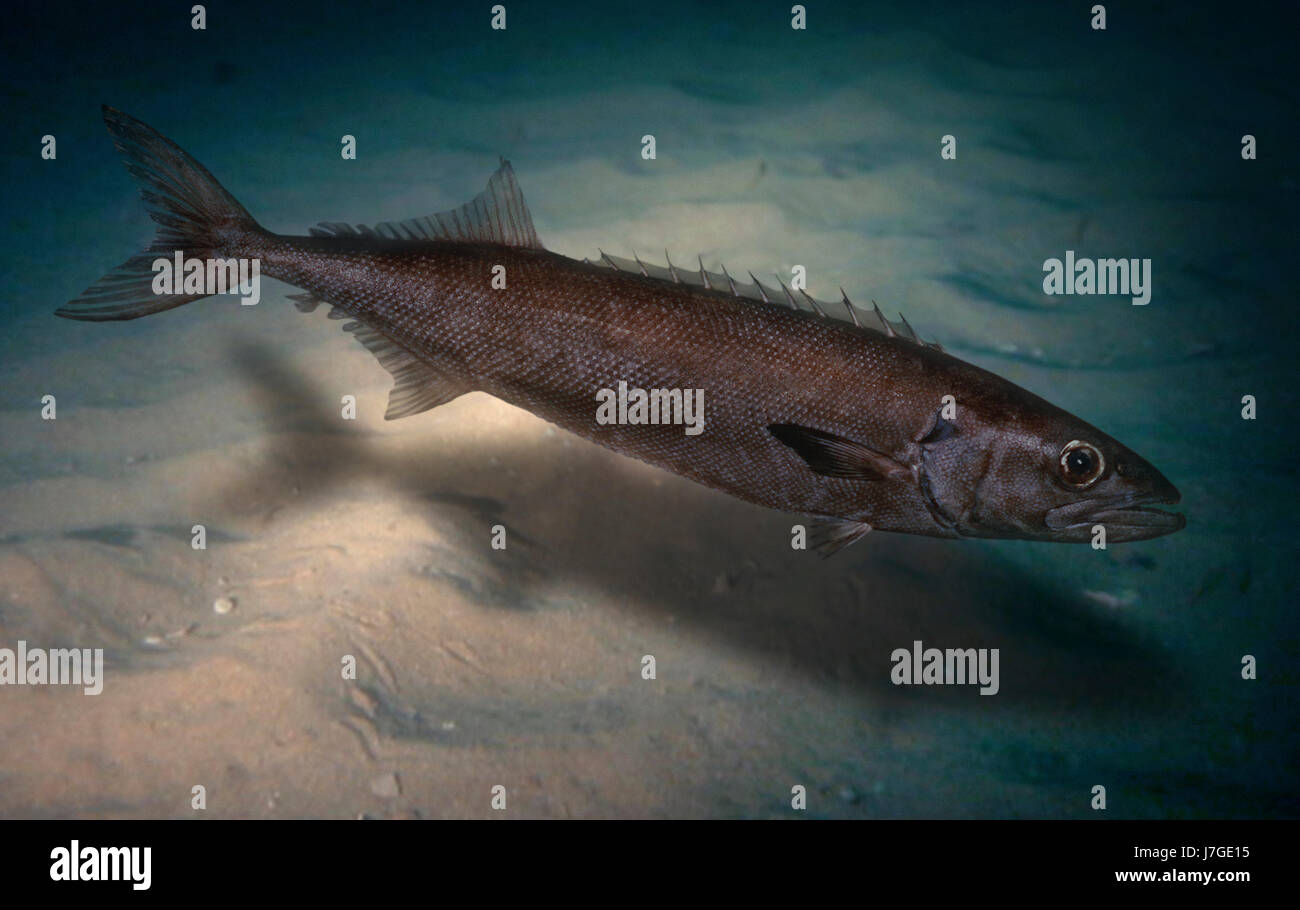 Escolar Fish Stock Photos & Escolar Fish Stock Images - Alamy