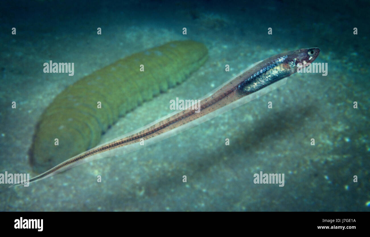 Holothurias High Resolution Stock Photography and Images - Alamy