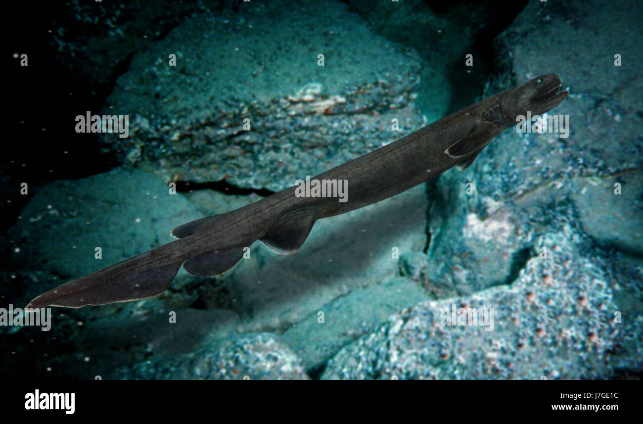 Dogfishes High Resolution Stock Photography and Images - Alamy