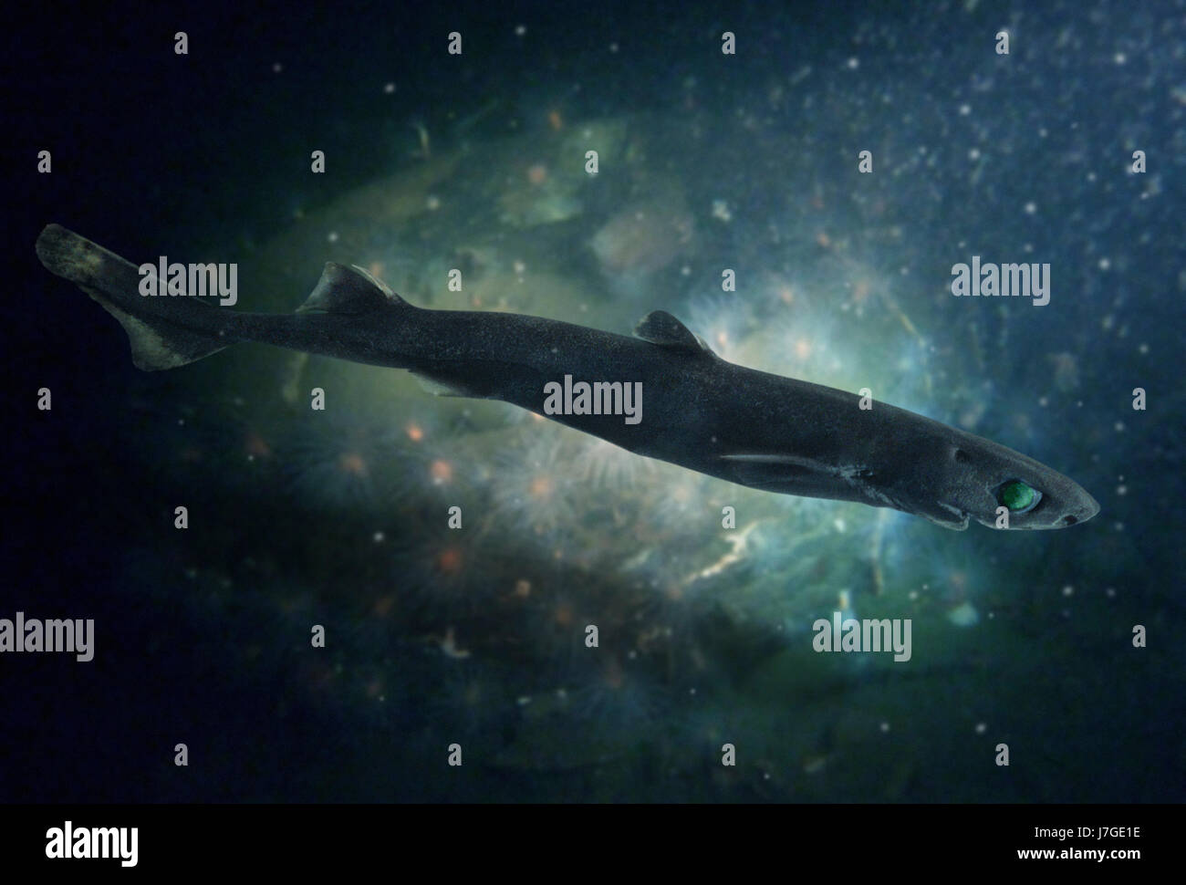 Gulper Shark High Resolution Stock Photography and Images - Alamy