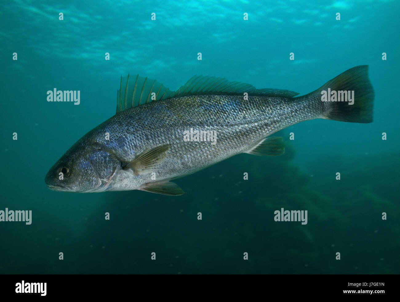 Sciaena High Resolution Stock Photography and Images - Alamy