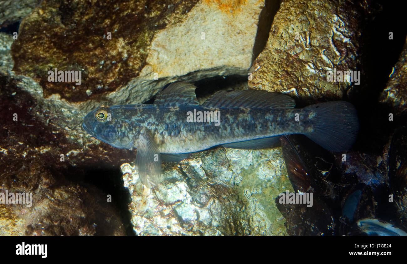Black Goby Gobius Niger High Resolution Stock Photography and Images ...