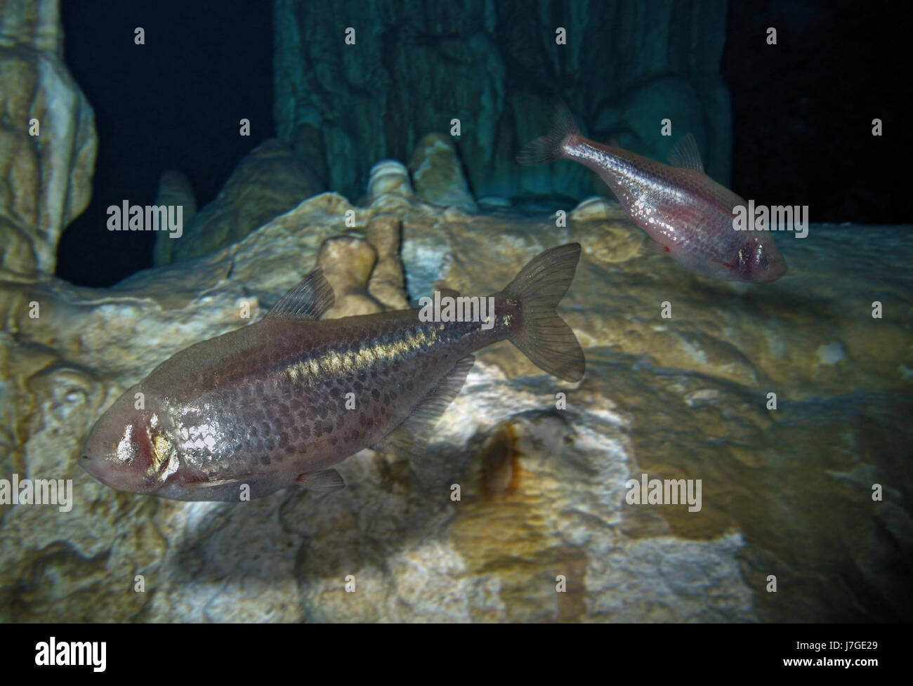 Blind Cave High Resolution Stock Photography and Images - Alamy