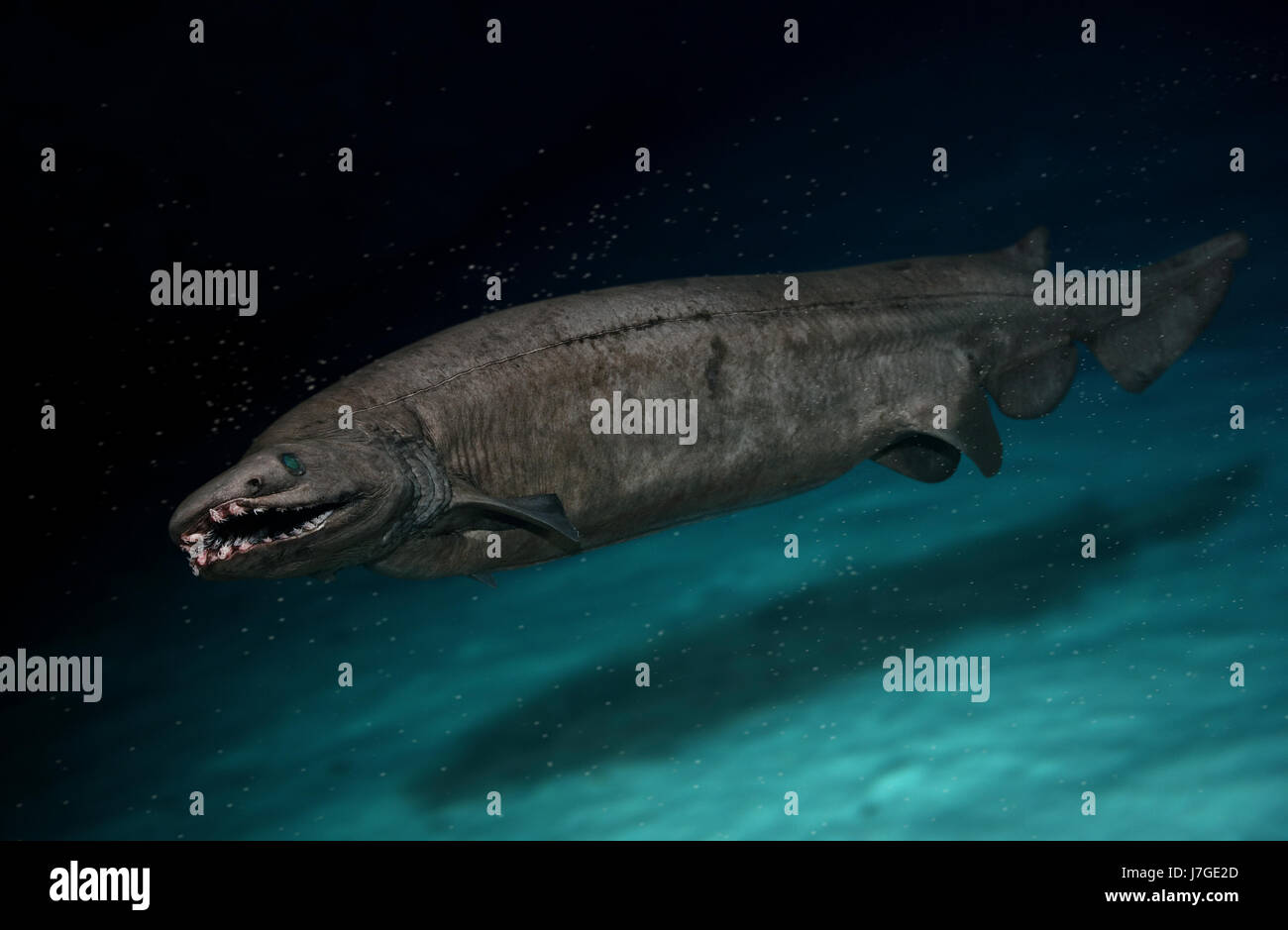 Dogfishes High Resolution Stock Photography and Images - Alamy