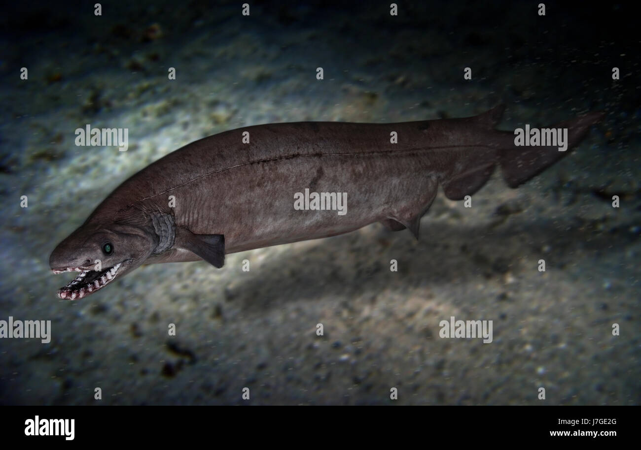 Dogfishes High Resolution Stock Photography and Images - Alamy