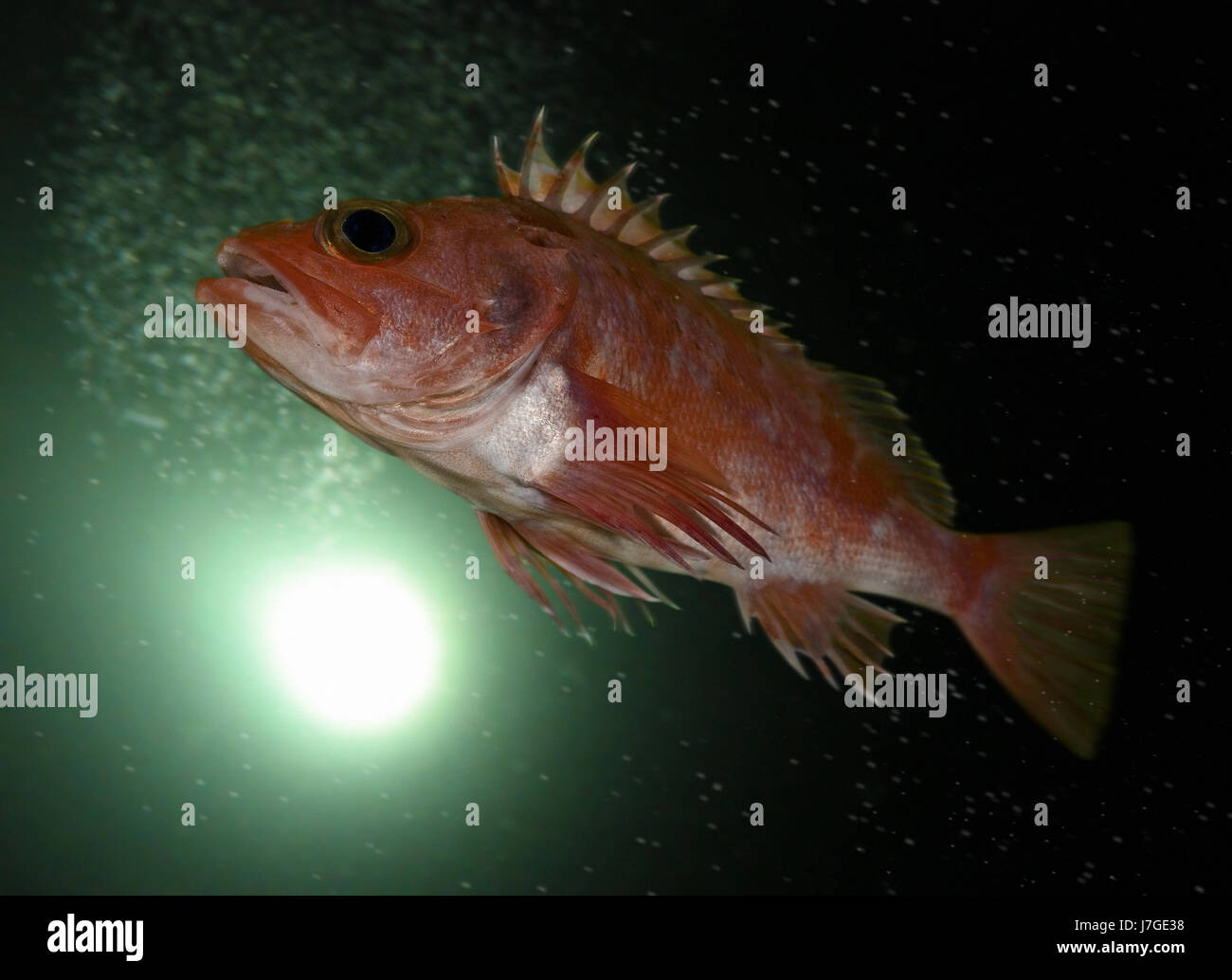 Rosefish High Resolution Stock Photography and Images - Alamy