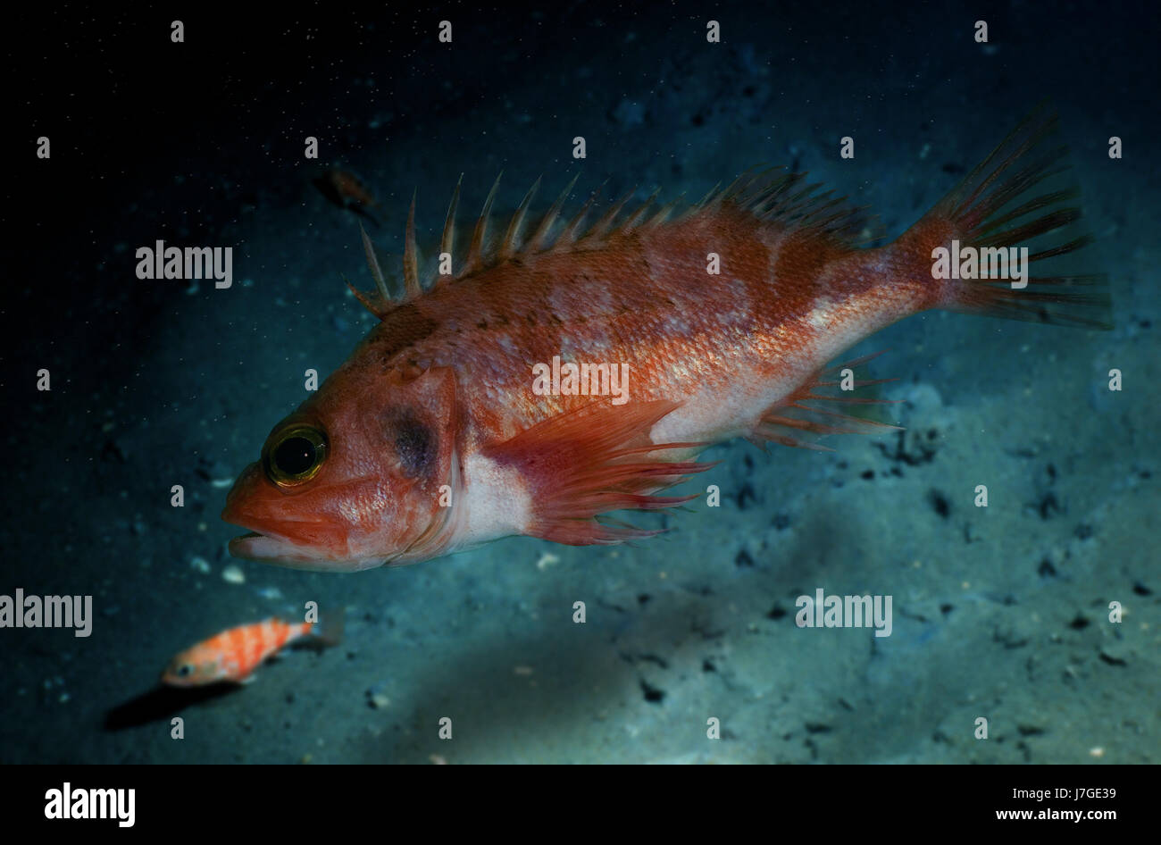 Rosefish High Resolution Stock Photography and Images - Alamy