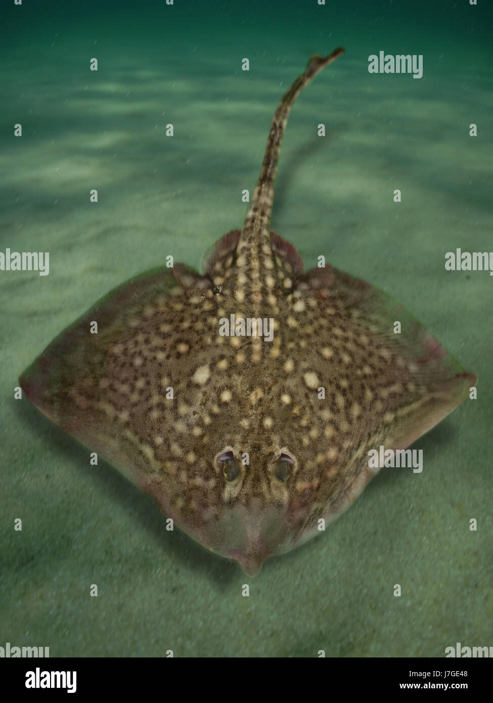 Maid Of The Seas High Resolution Stock Photography and Images - Alamy