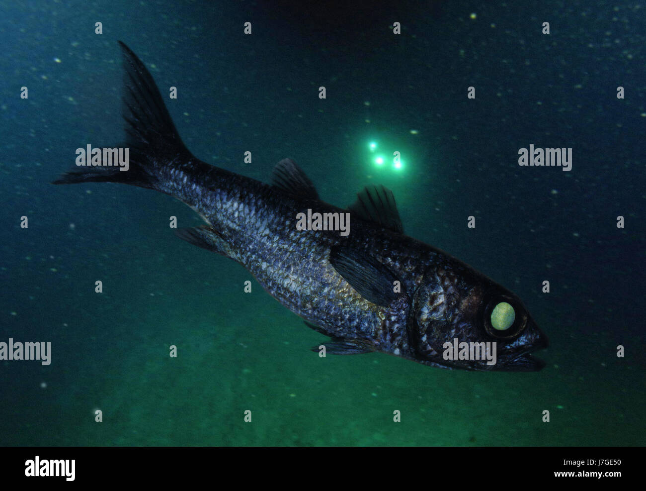 Epigonus Stock Photos & Epigonus Stock Images - Alamy