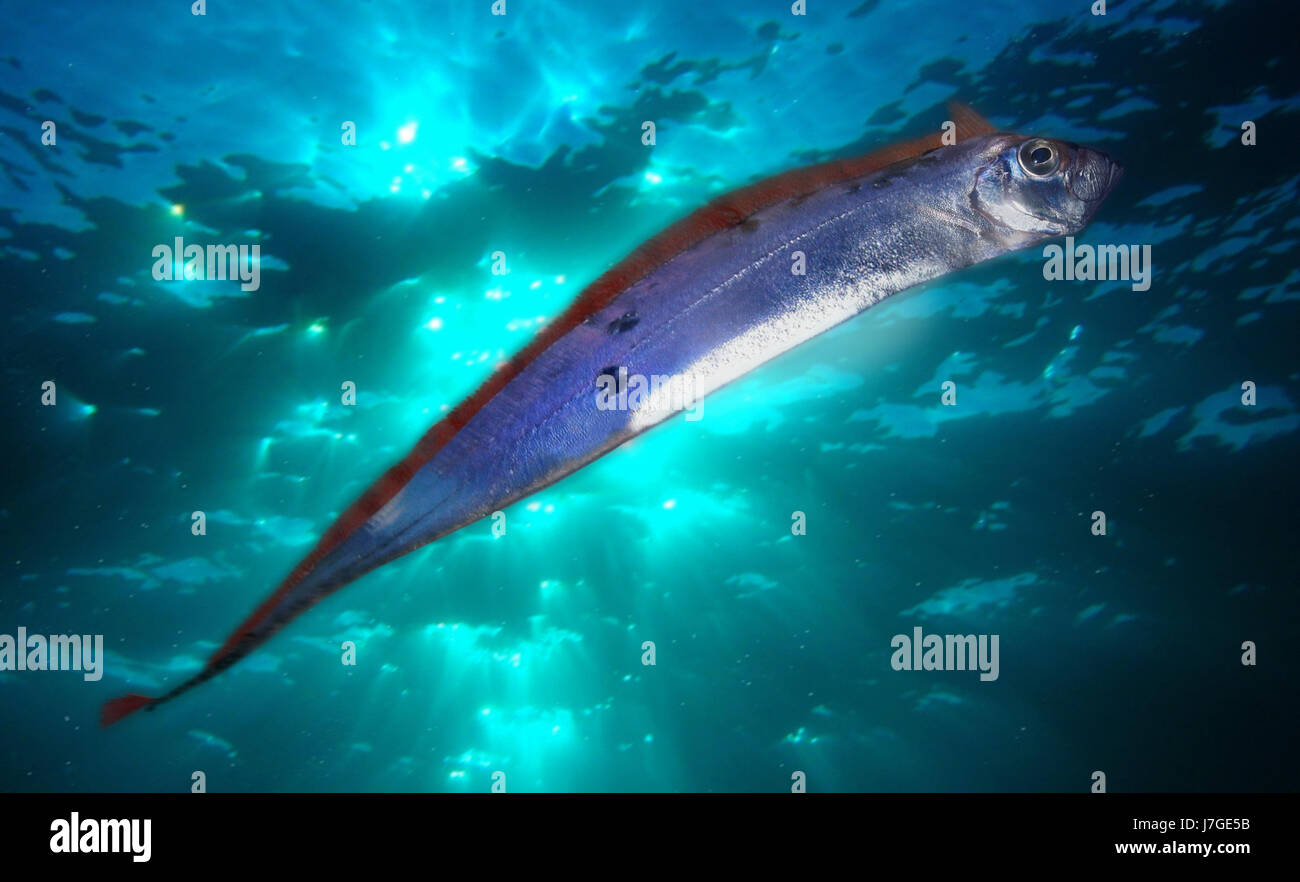 Trachipterus Stock Photos & Trachipterus Stock Images - Alamy