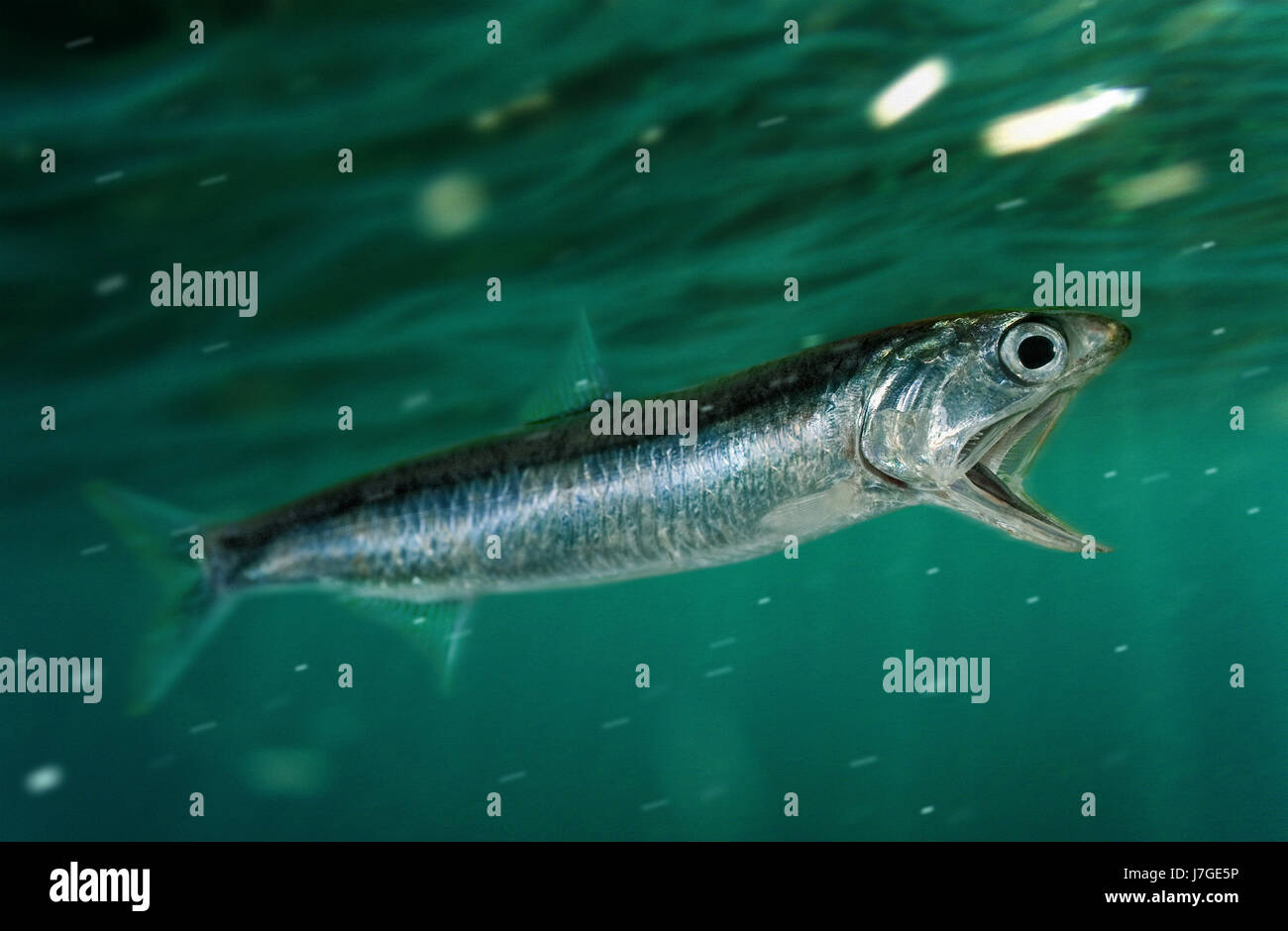 Engraulis Stock Photos & Engraulis Stock Images - Alamy