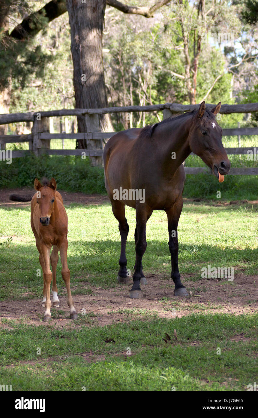 humour horse animal photo camera mare out cub baby foal expression ...