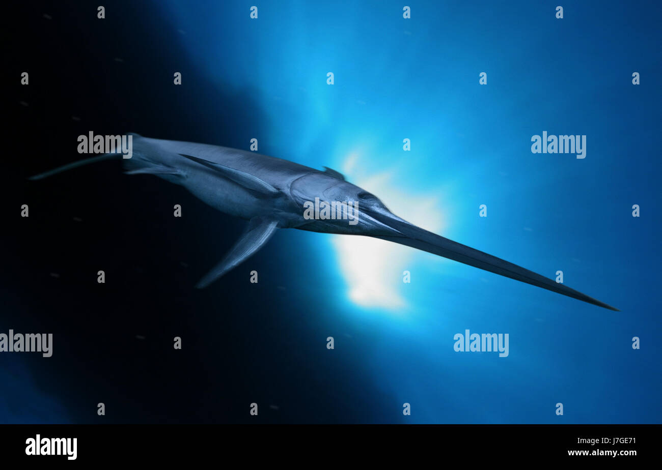 Xiphias Gladius High Resolution Stock Photography and Images - Alamy