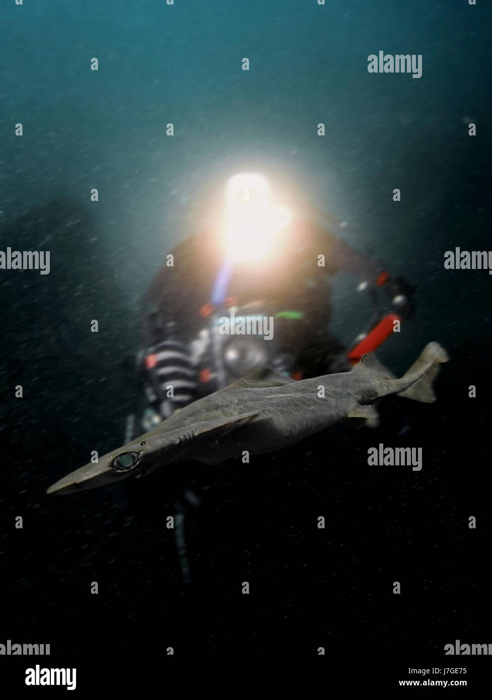 Gulper Shark High Resolution Stock Photography and Images - Alamy