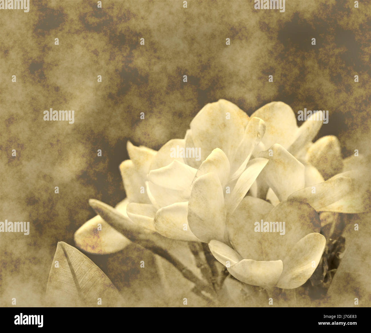beautiful beauteously nice art flower plant flowers vintage worn old ...