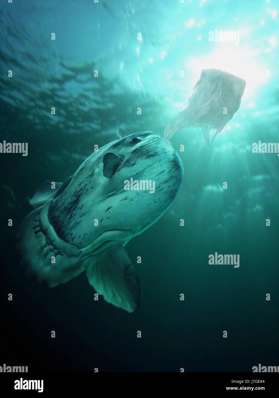 Fish Eating Jellyfish High Resolution Stock Photography and Images - Alamy