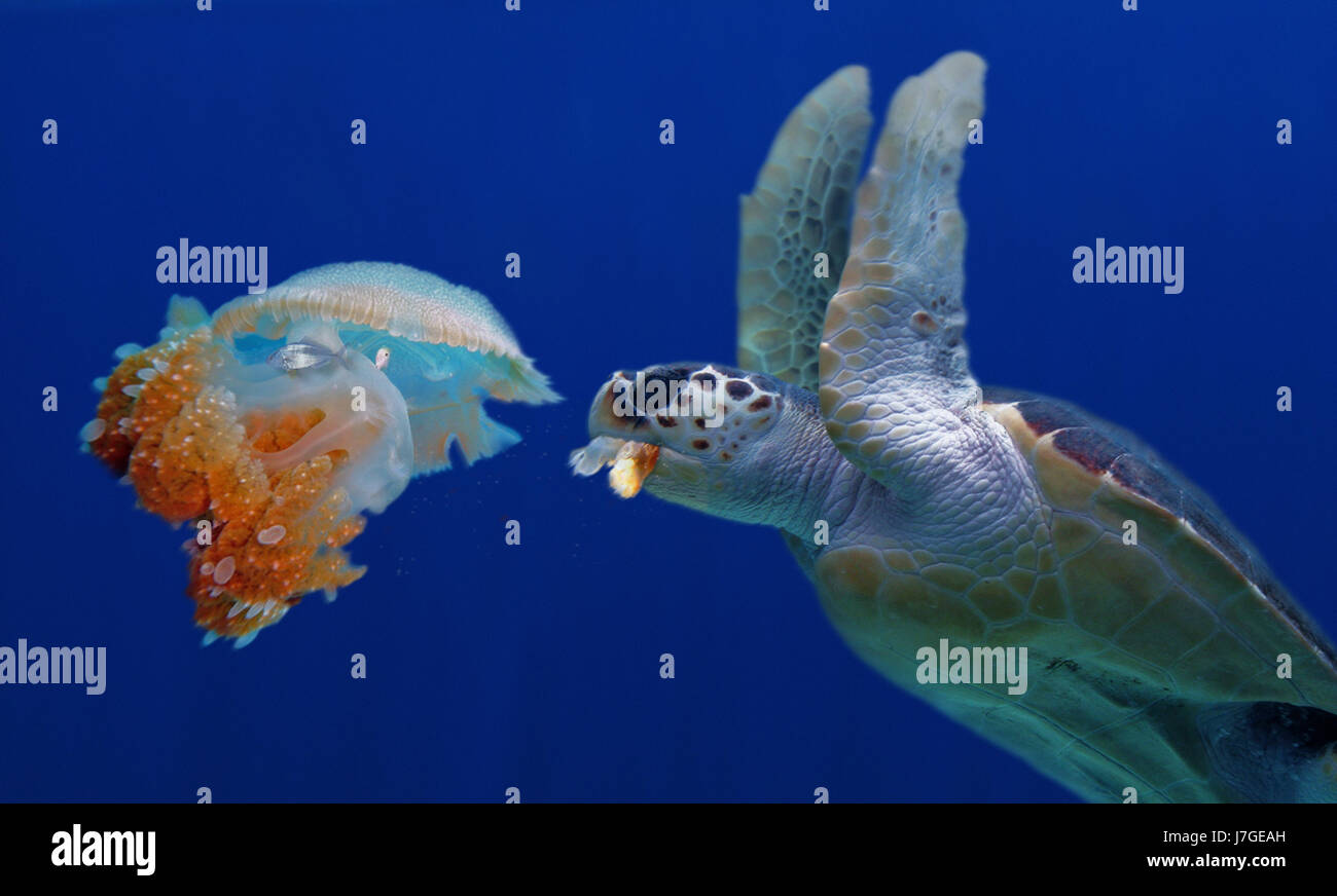 Eating Medusa High Resolution Stock Photography and Images - Alamy