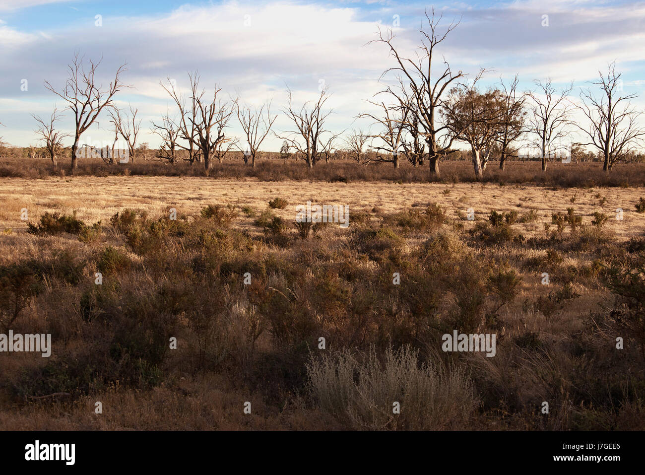 environment enviroment tree trees drought dry dried up barren hard farm ...