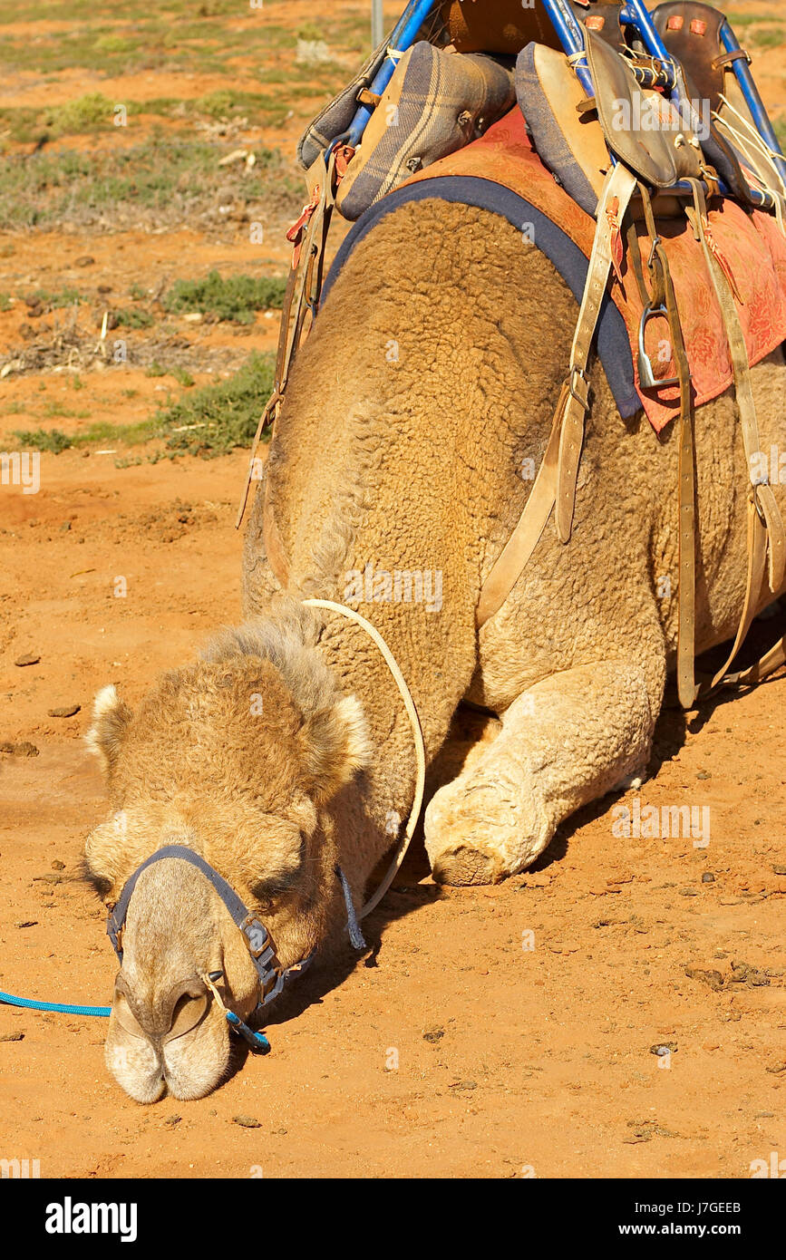 animal photo camera image picture copy deduction nature camel ships of ...