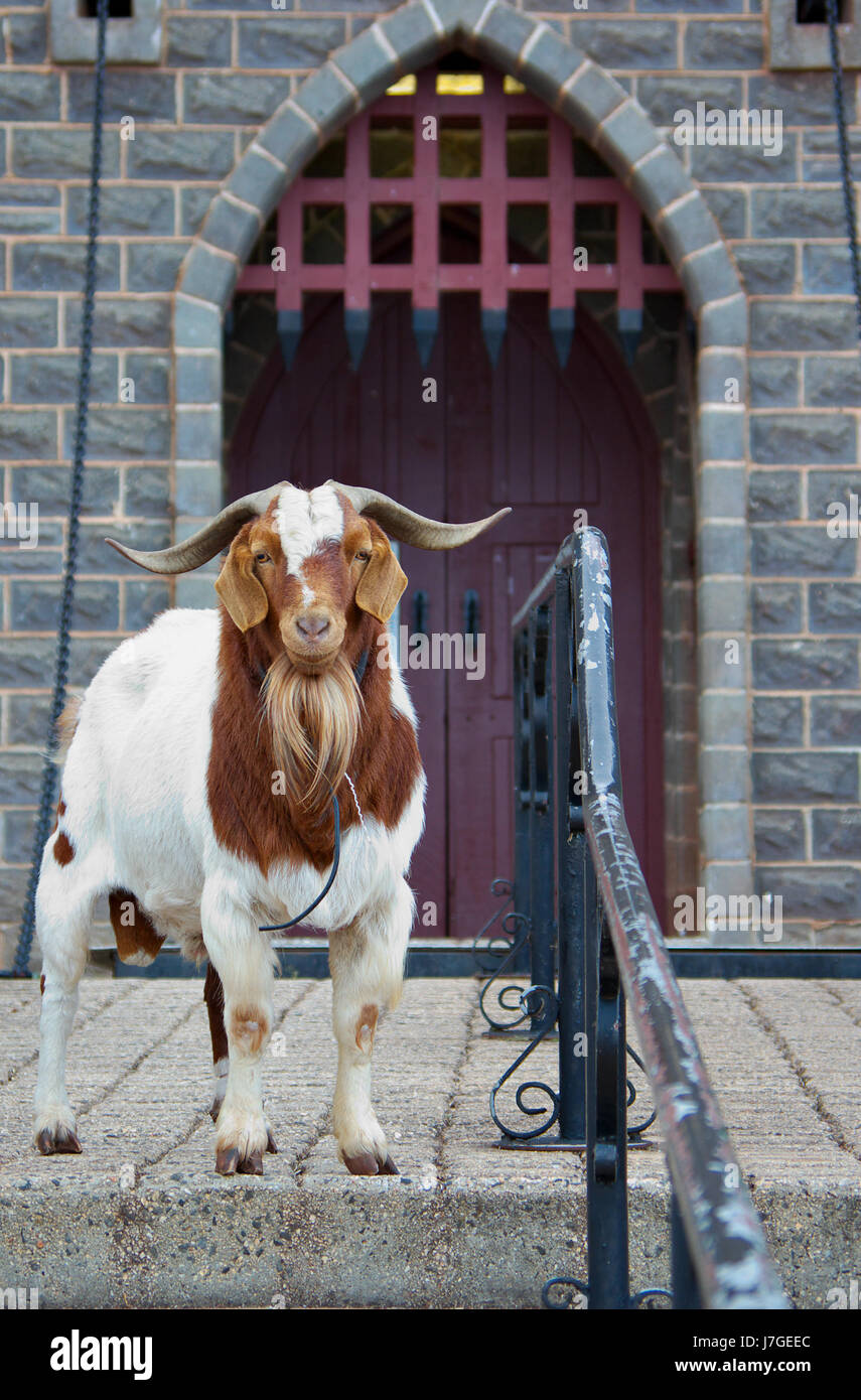 animal goat goal passage gate archgway gantry door guard photo camera ...